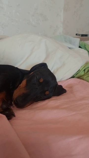 Такса 🐩 миниатюрная