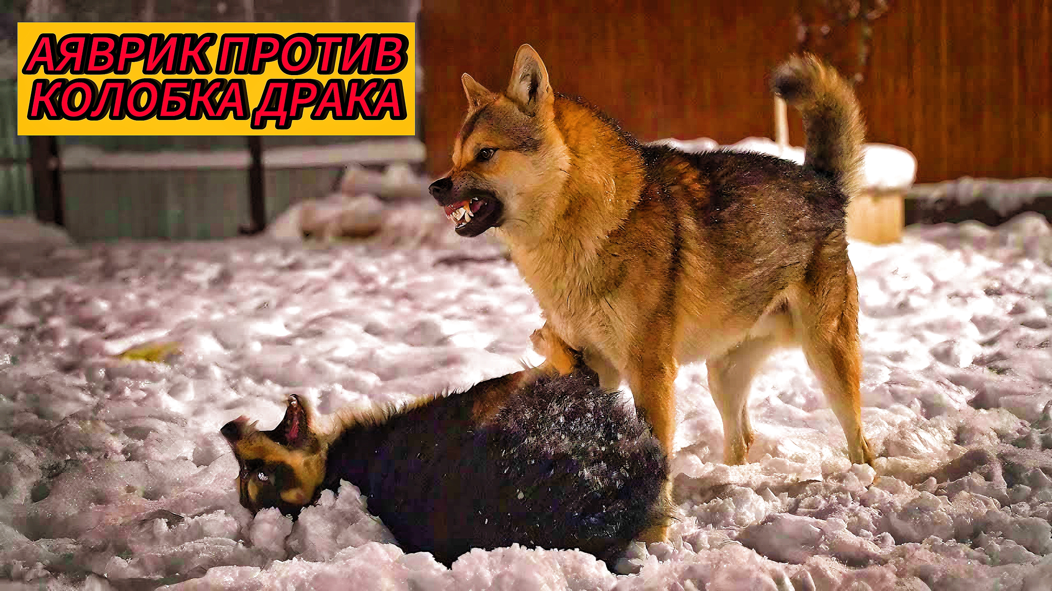 Борьба за самку ! Волкособ VS Дворняжка. Волк против собаки. Оскал волка / Рык Волка. Колобок Аяврик