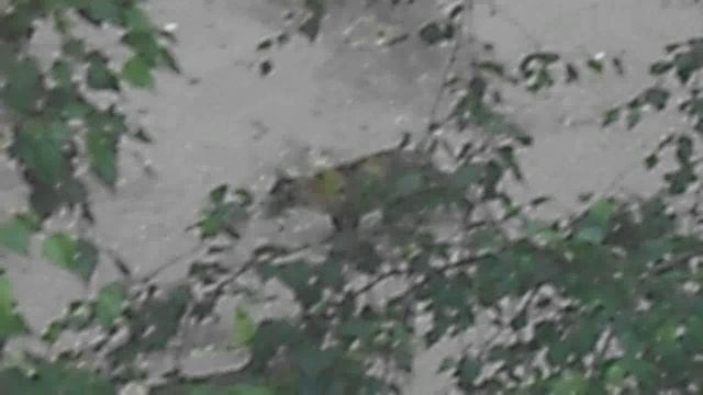 Трехшерстная (трехцветная) кошка пугается раскатов грома. DSCN6577