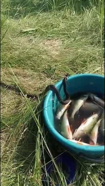 Змея - рыболов!/Snake - fisherman!