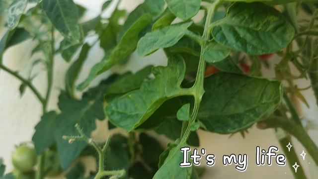 Собираю урожай....Помидоры на балконе. Результат выращивания томата сорта балконное чудо.