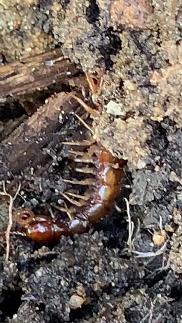 Подмосковная сколопендра. Такие насекомые у нас тоже есть.