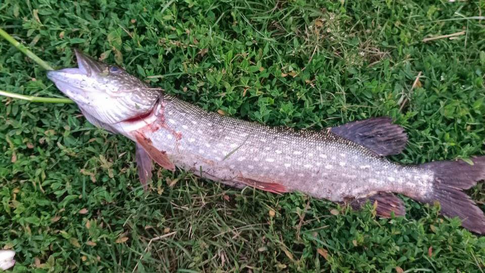 ЩУКА НА БЛЕСНУ В ИЮЛЕ НА РЕЧКЕ