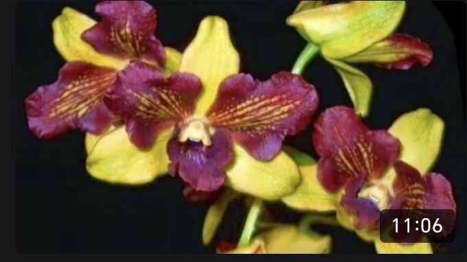 П-13. Ч-1. Распаковка 13 посылки. Новый дендробиум. Часть 1