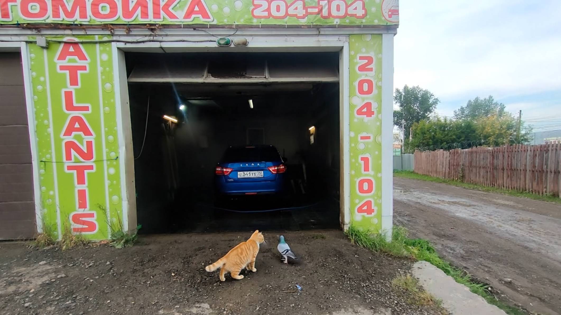 Банда. Кот и голубь