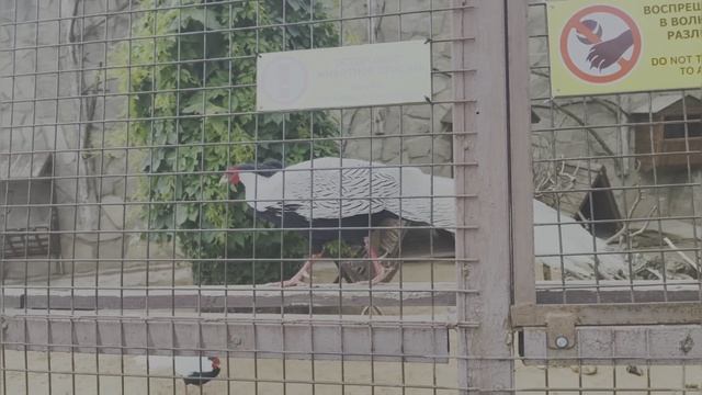 На что готовы самцы ради внимания самки? Смотрите, чем закончился этот бой.