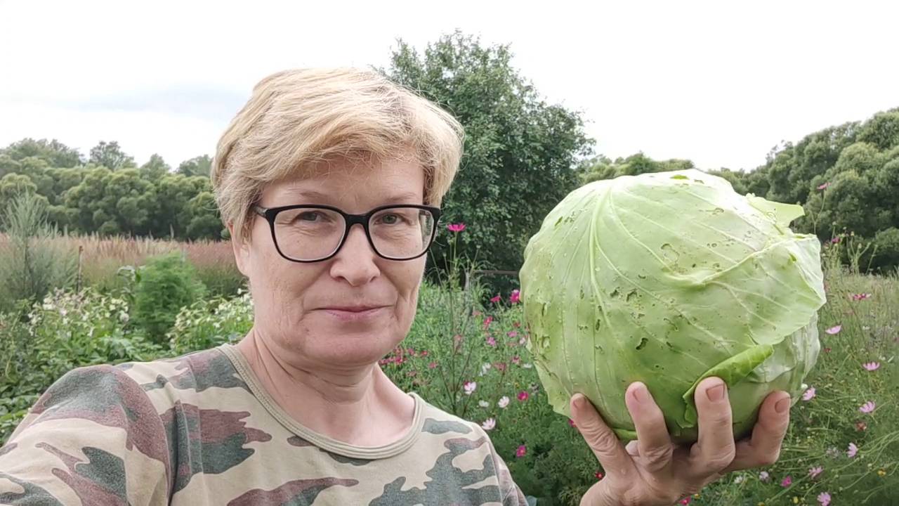 Вернулись к утеплению сеней. Томатные печали и капустные радости. Жизнь в деревне. Июль 2025