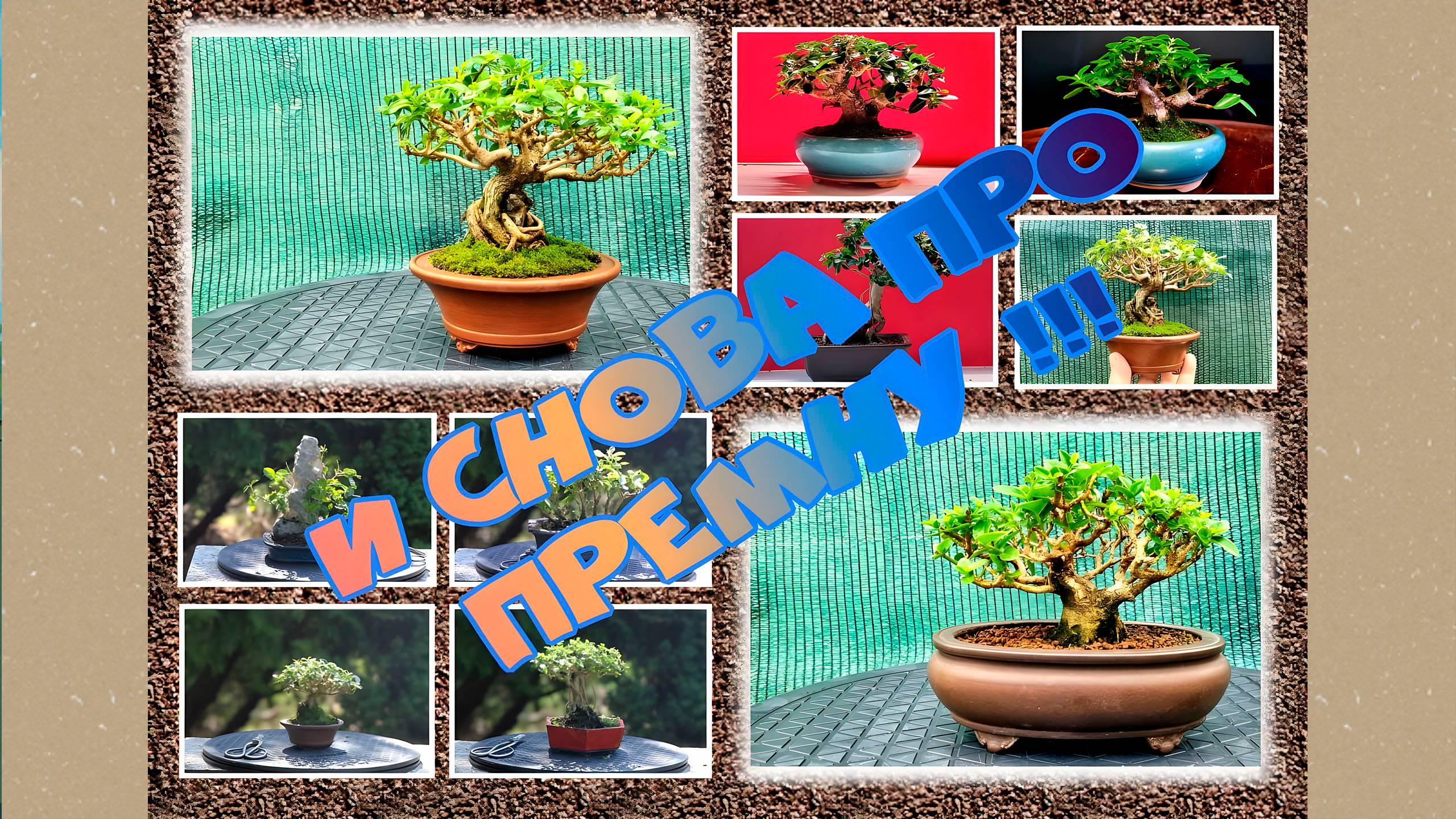 И снова про Премну в бонсай (3 серия)