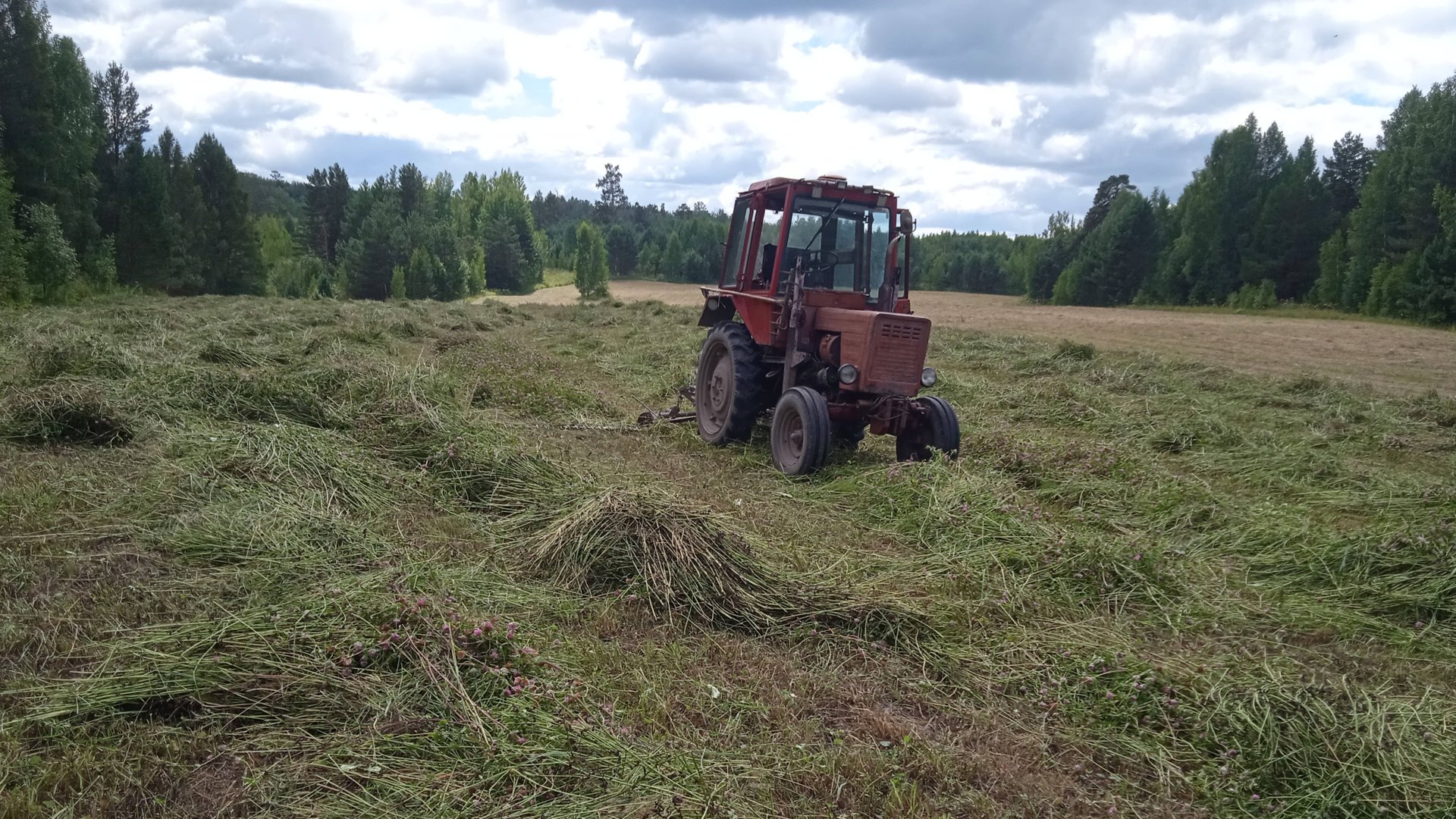 Сенокос 2025. Скосил поле 5 гектар и сеяный клевер. Трудное кошение лежалого клевера с люцерной.