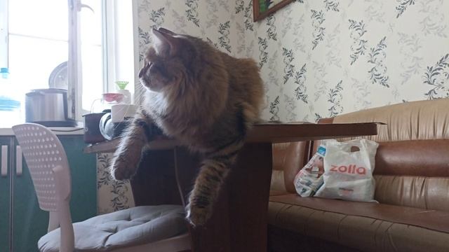 Рокс лежит на столе.