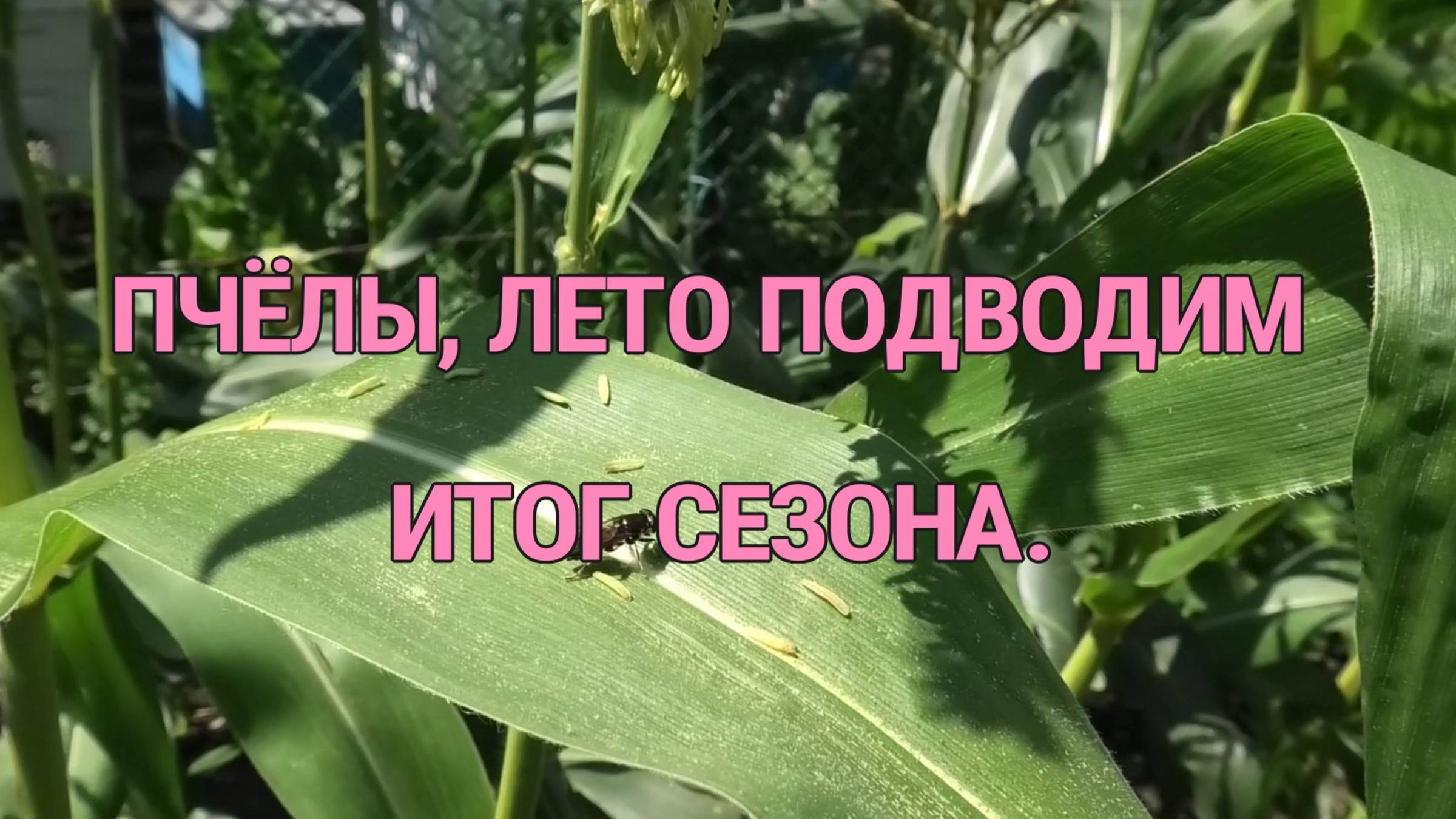 ЛЕТО НА ДАЧЕ
