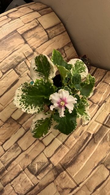 Фиалка Р-Ярило Люкс