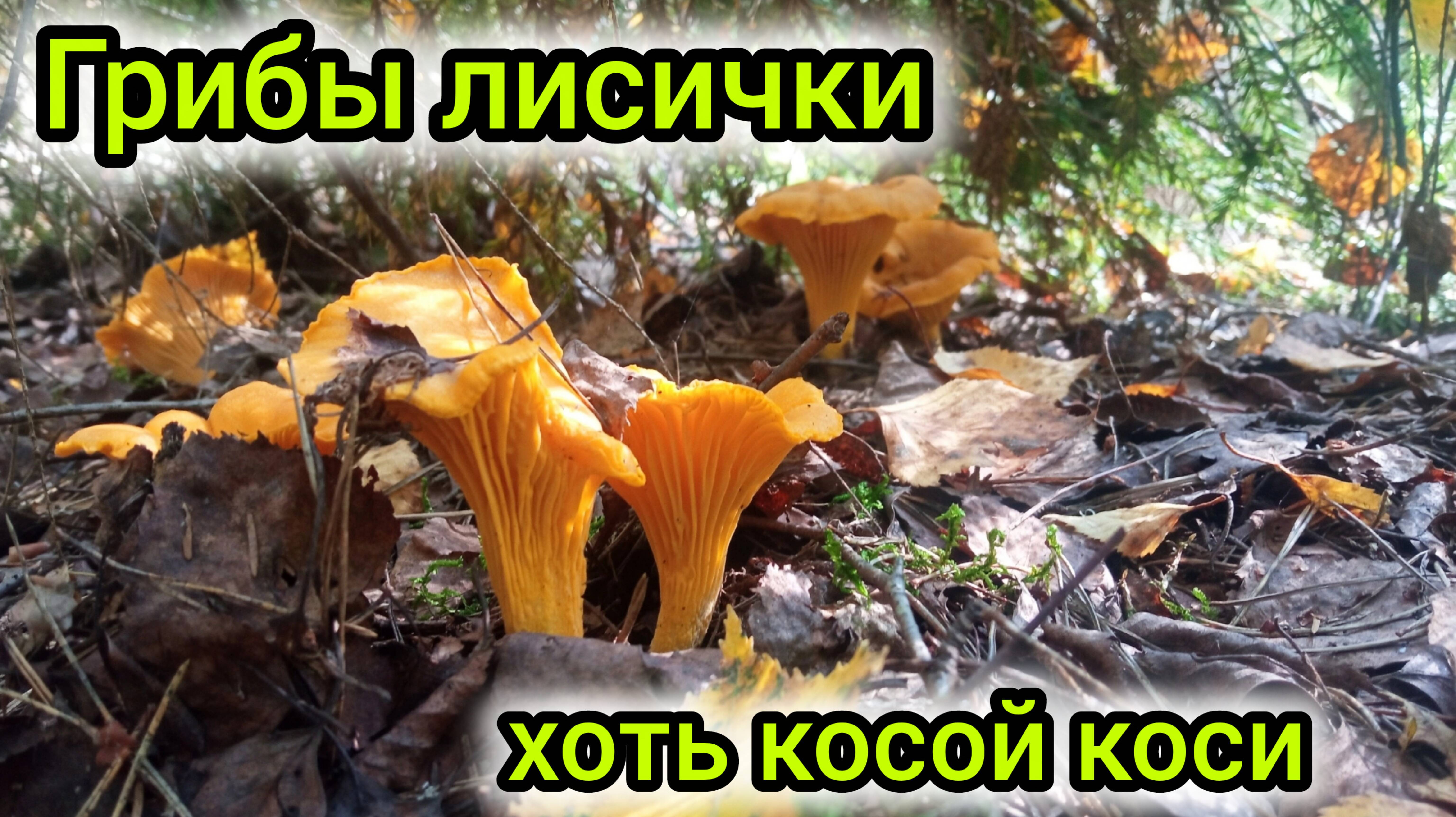 Грибы лисички. Хоть косой коси