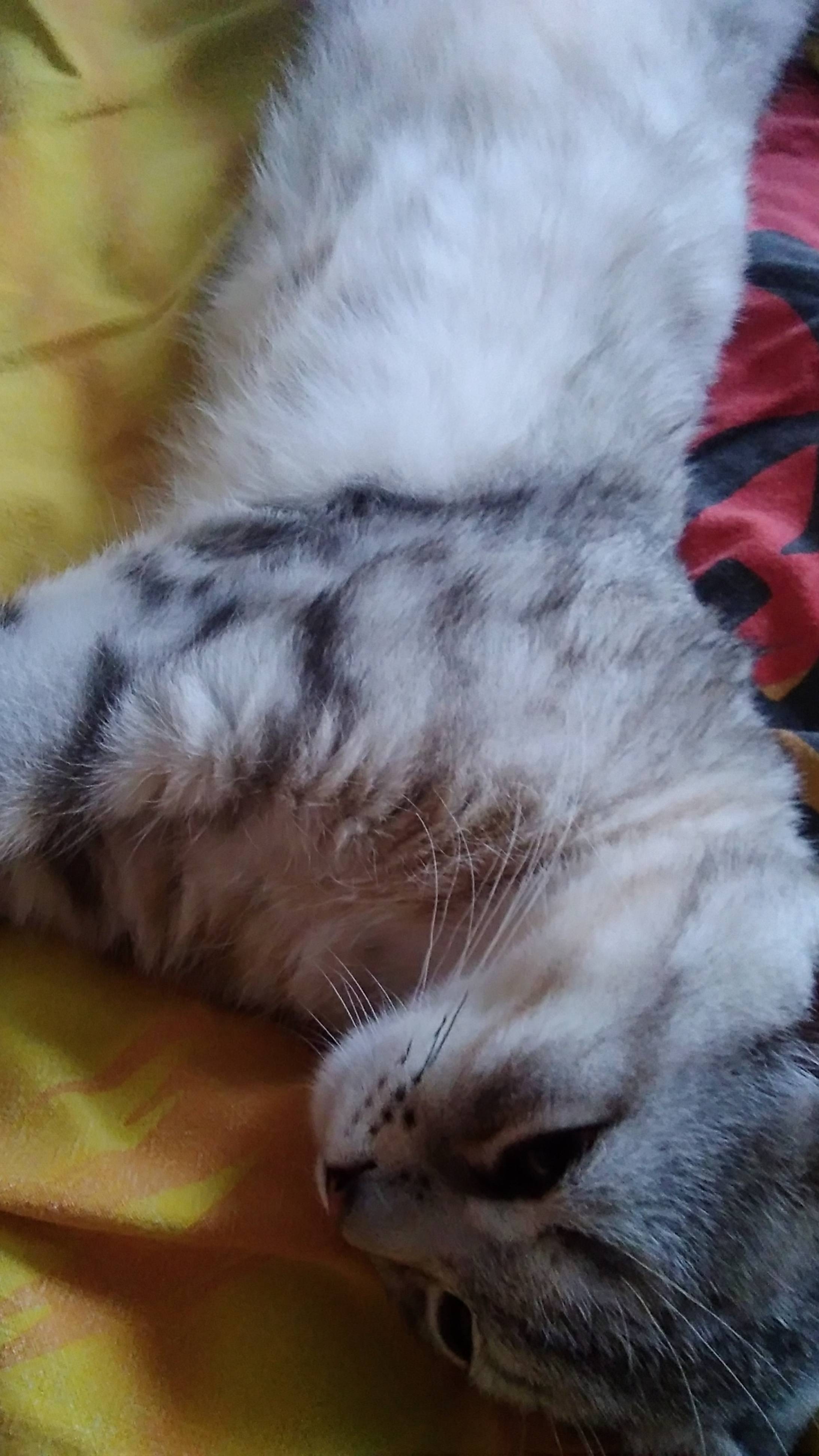 Коты это...  Ляшечка?