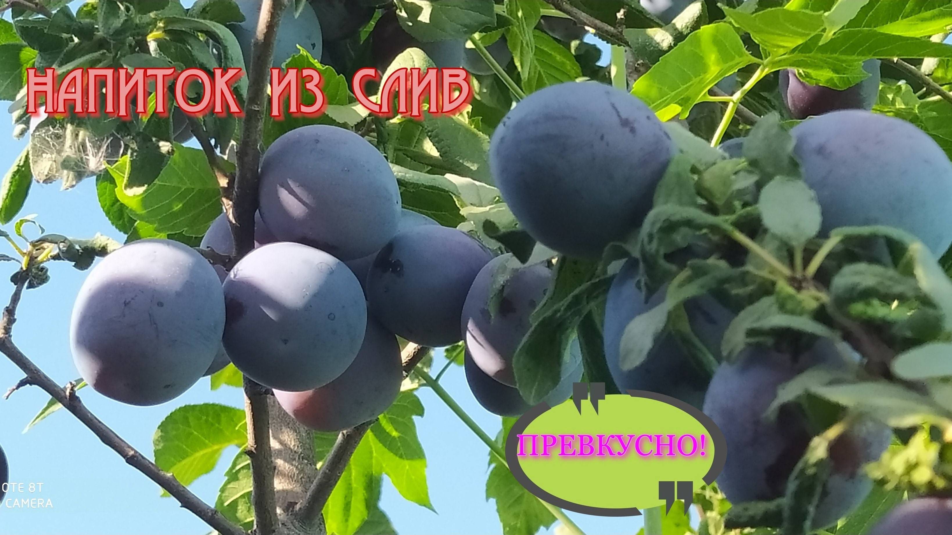 НАПИТОК ИЗ СЛИВ! Вкуснейший и быстро готовится!