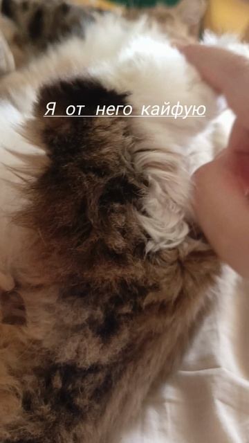 пушистое счастье