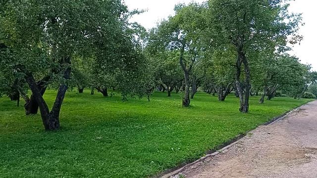 Коломенское музей заповедник Москва. Яблоневые сады,  400 разных видов яблонь на 5 гектарах