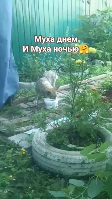 СПАСАЕМ СОБАКУ #рассказыоживотных 1000053289.mp4