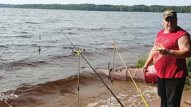 Закормим диких  уток. Скоро открытие сезона на водоплавающую птицу.