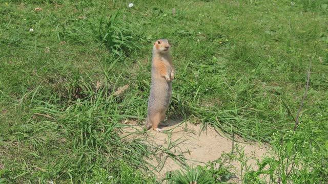 Прогулка по ботаническому саду ЧелГУ