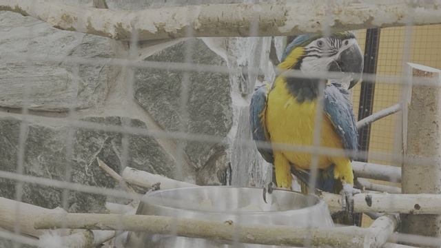 Ара ест корм: Эстетика питания сине-желтого попугая | Расслабляющее видео