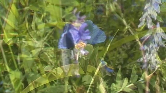 Дорога цветов 2