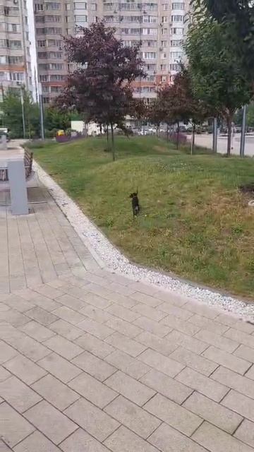 🐩 Малышка Дина маленькая миниатюрная такса 🐾 бегает на свободе и радуется 😊