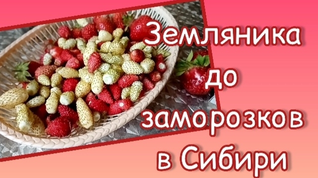 Земляника, которая удивит урожайностью до заморозков. Проверенные сорта.