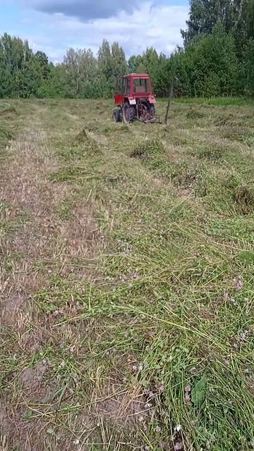 Сенокос 5 гектар. Скошенный сеяный клевер. .