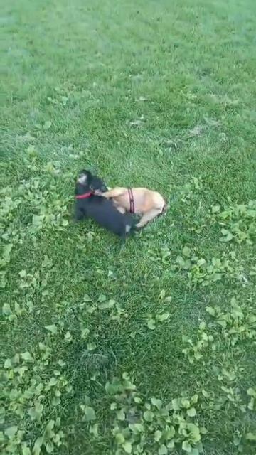 Такса 🐕 и французский бульдог 🐕