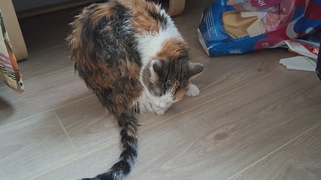 Вымыла Фешу первый раз дегтярным мылом