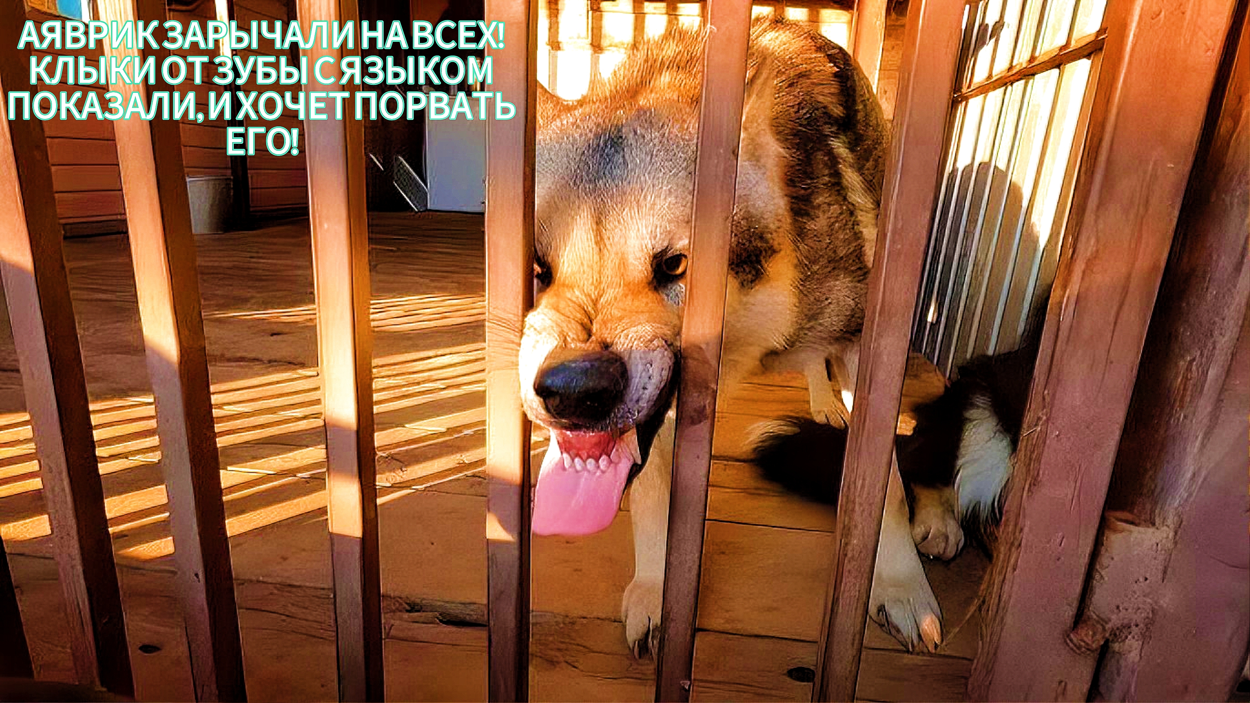 ВОЛК В ЯРОСТИ !!! Течная волчица, меняет поведение Волка !!! Охота Волка на котенка ! Оскал волка