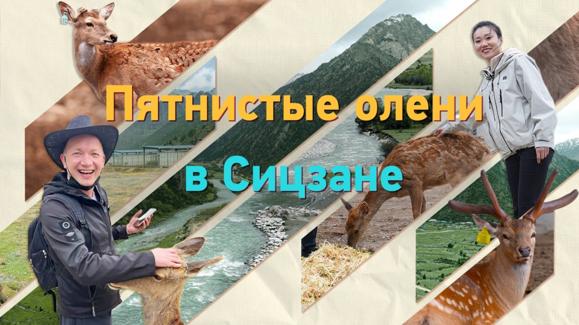 Пятнистые олени на высокогорье!