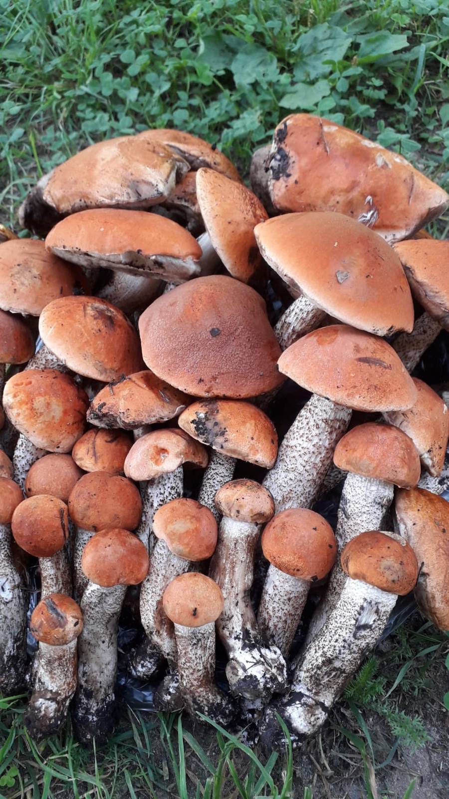 После дождика в четверг!)