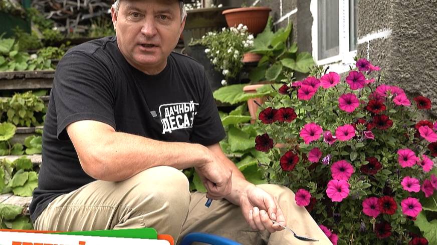 Камчатский «Дачный десант» от 16 июля 2025 г. - чем подкормить огурцы в самую жару?