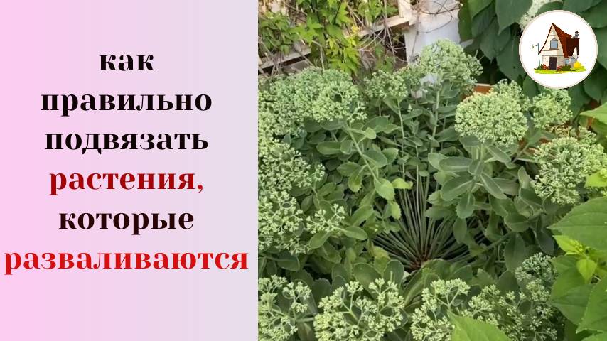Подвязка очитка, пиона и тех цветов, которые разваливаются.