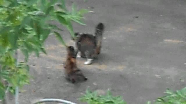 Без звука. Трехшерстная (трехцветная) кошка с серым котом DSCN6579