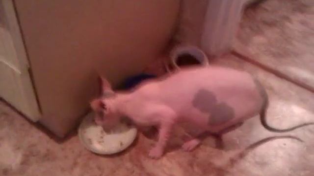 Кот ест куриное мясо и разговаривает с хозяином при этом.