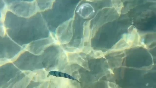 Египет#Красное море