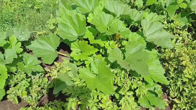 Огородный влог Все начинает созревать