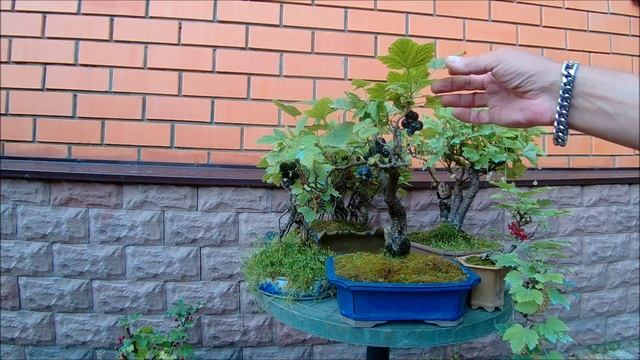 Бонсай просто поспела смородина разная лето 2025 год