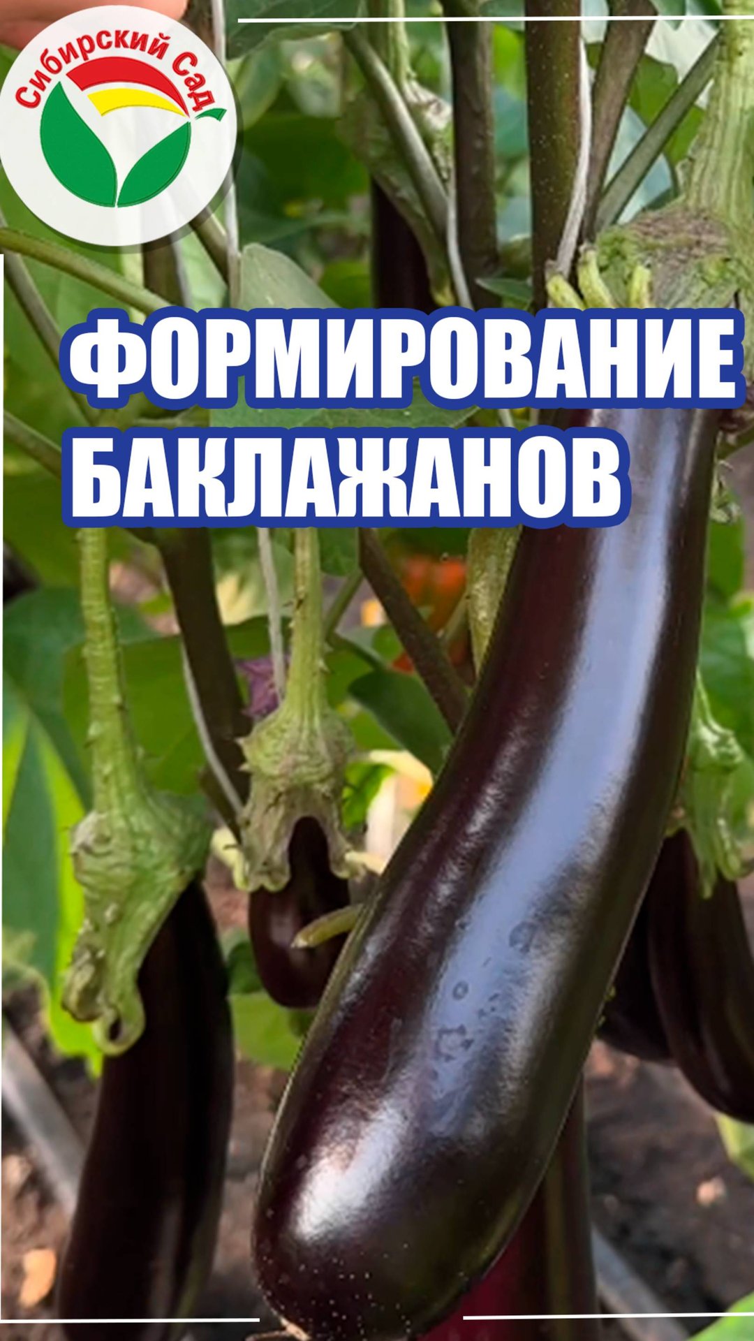 Формировка баклажанов