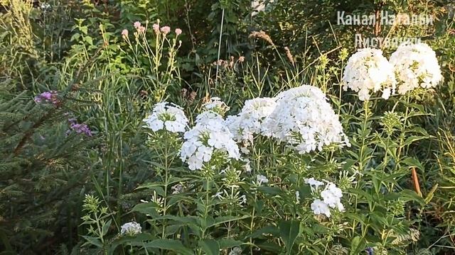 Город 31.07.25. Обрезка робинии, сеянцы флоксов и эхинацей, молиния тростниковая и посконник
