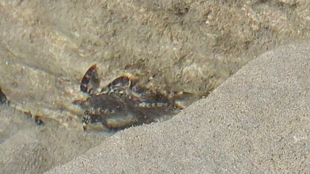 Крым.Прибрежная Живность.(Крабики).