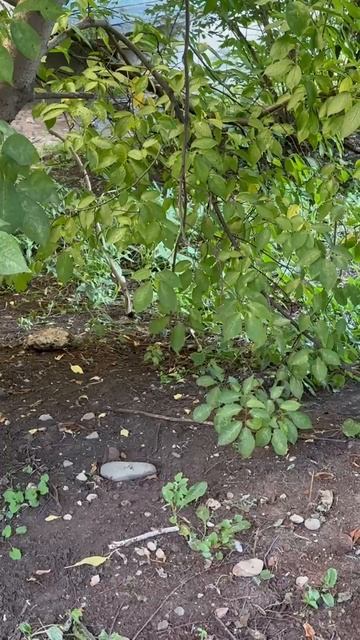 Жуткие вещи снятые на камеру / Что это ??? #страшно #непонятно #видео #viral #video #viralvideo