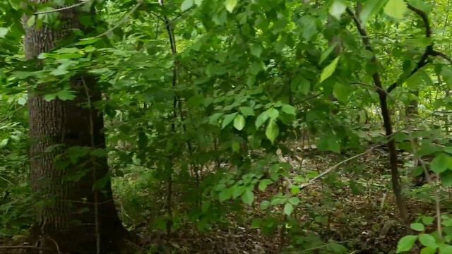 Нагорная дубрава в Воронеже