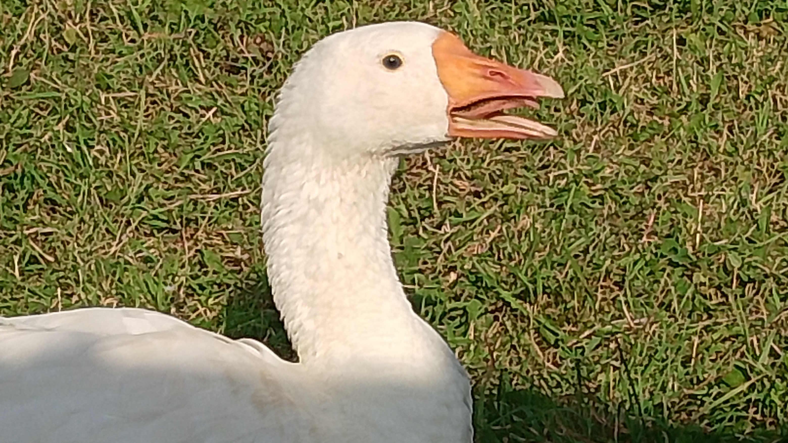 Наше не большое но хорошее хозяйство