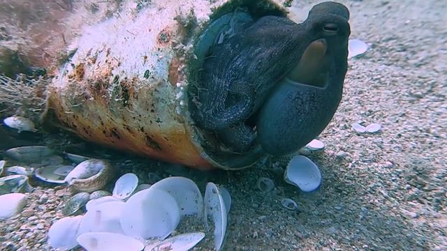 ОСЬМИНОГ НАШОЛ СЕБЕ ДОМИК В БАНОЧКЕ ИЗ ПОД КОКА-КОЛА