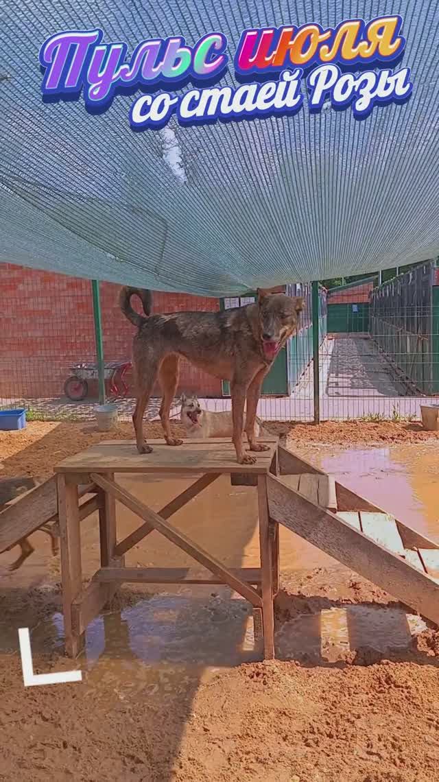 "Пульс июля со стаей Розы" ❥ Приют в Малинках
