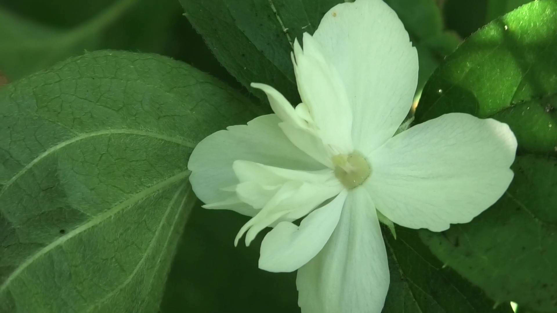 23 07-1 08 25г рыбалка, огород, о чубушнике